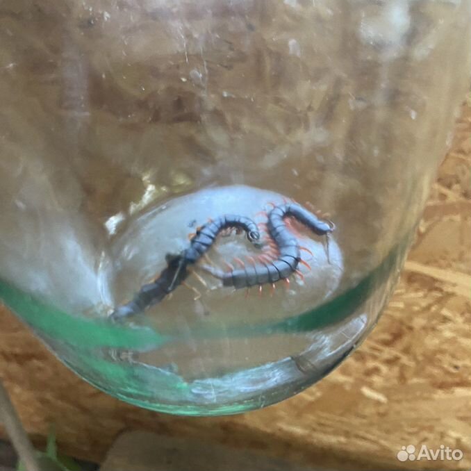 Сколопендра