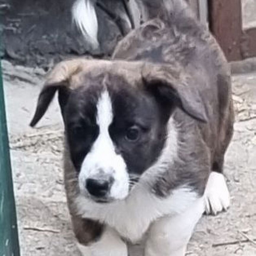 Щенки коржики