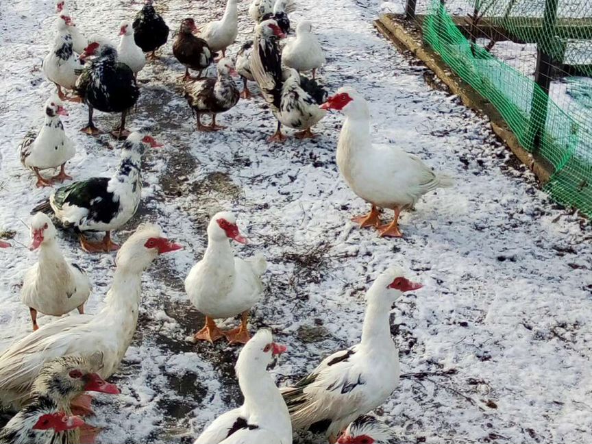 Утки шептуны, индоутки