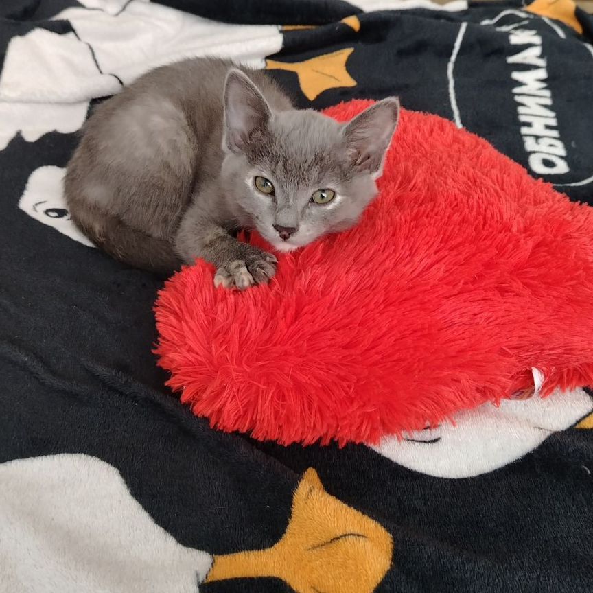Котёнок в добрые руки