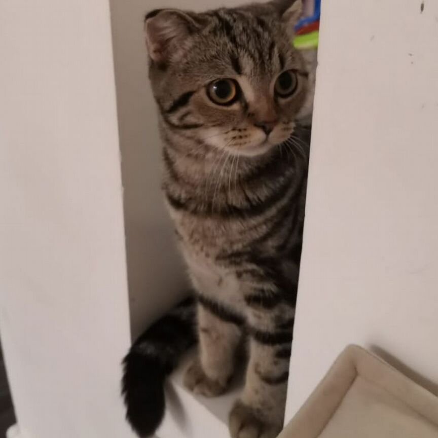 Шотландская