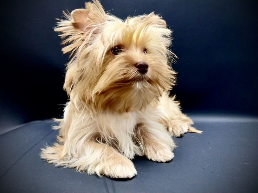 Девочка голдберри с зелено-голубыми глазками