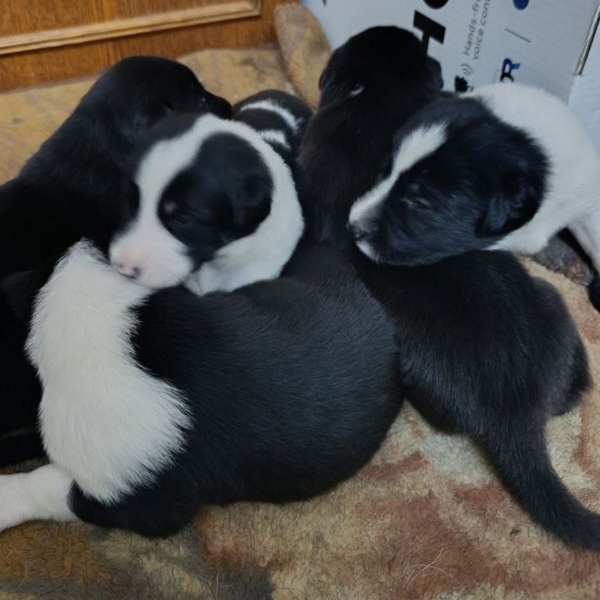 Щенок в добрые руки