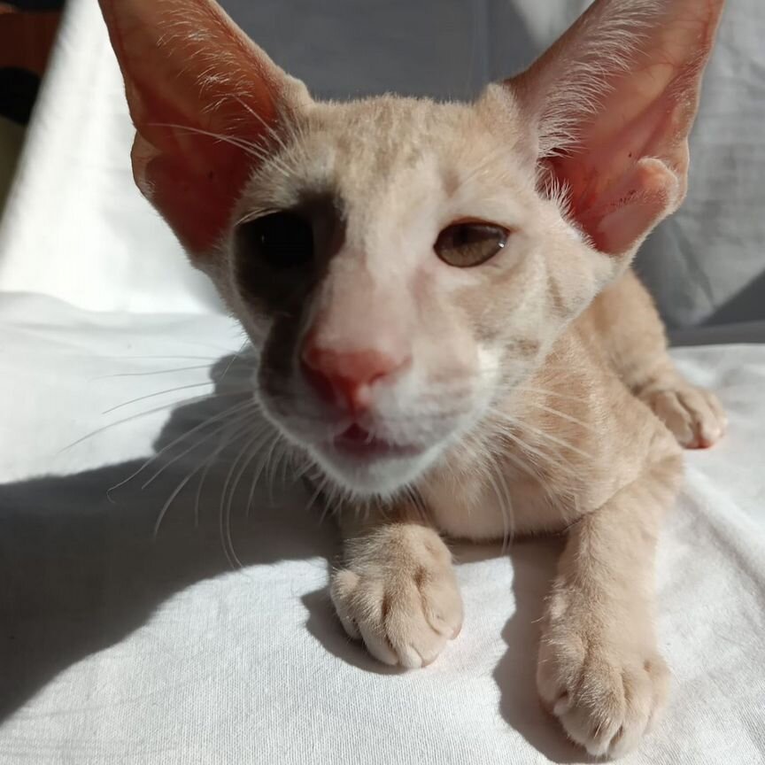 Ориентальный котёнок