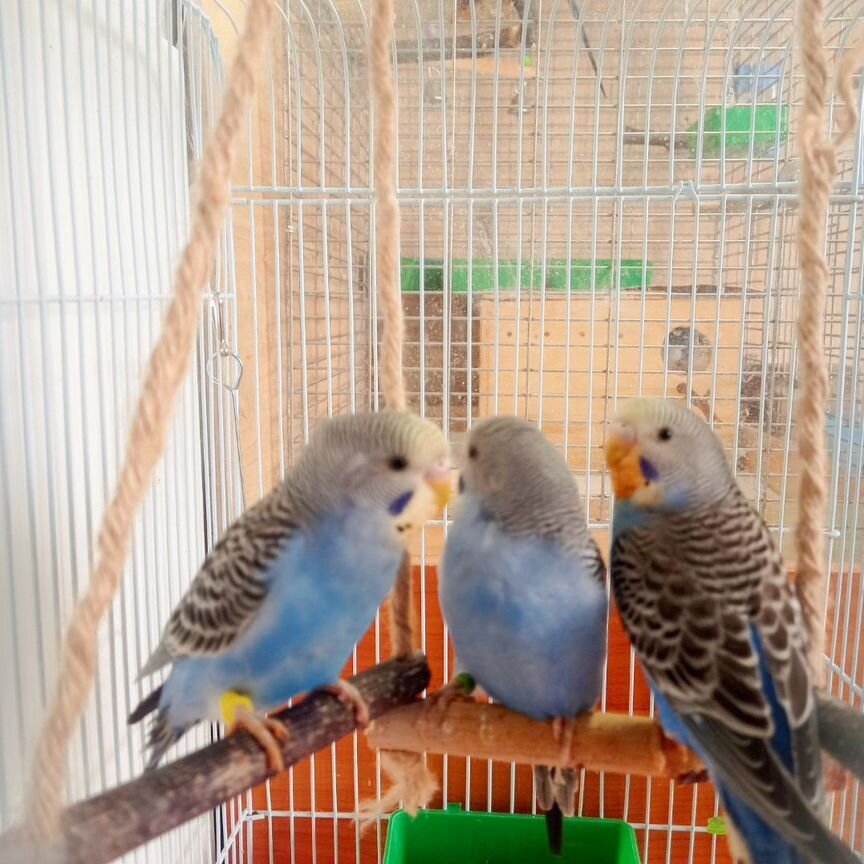 Птенцы волнистый попугай