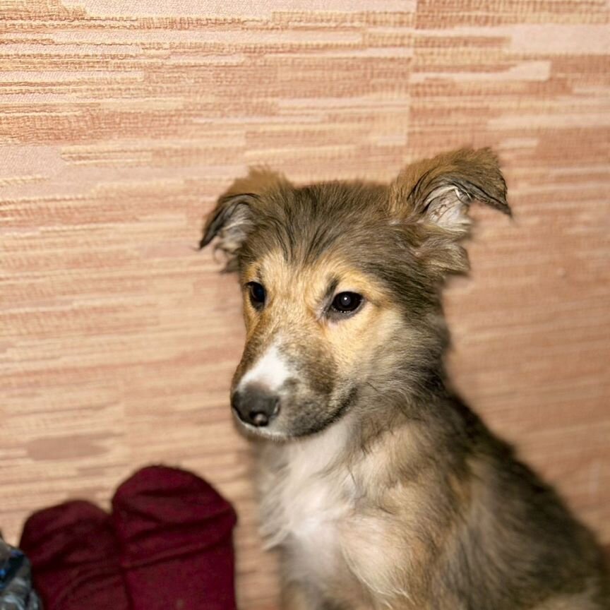 Щенок в добрые руки бесплатно