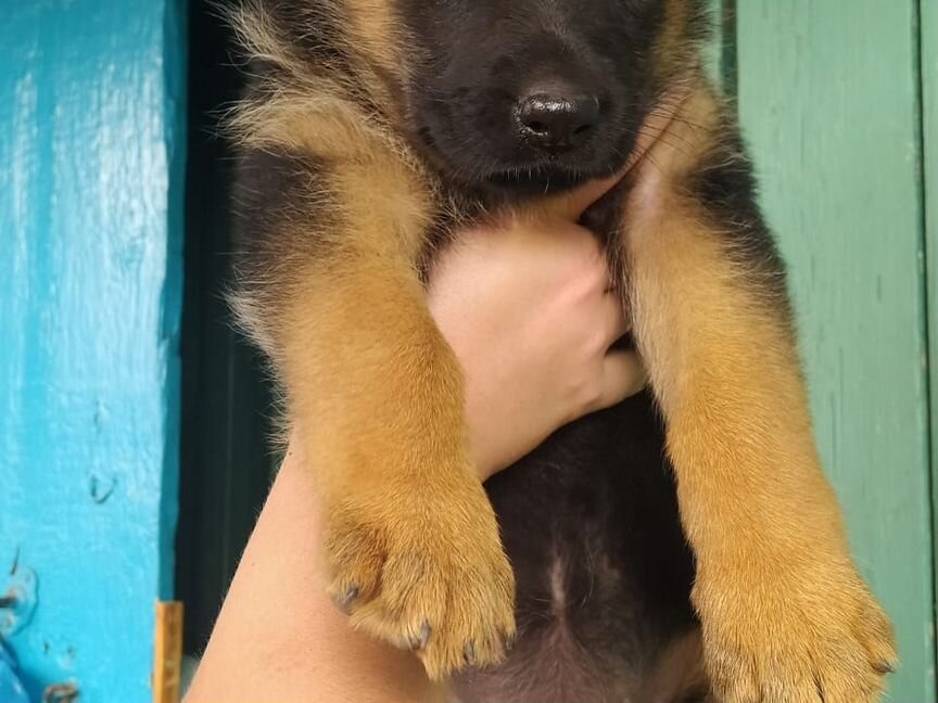 Щенки немецкой овчарки