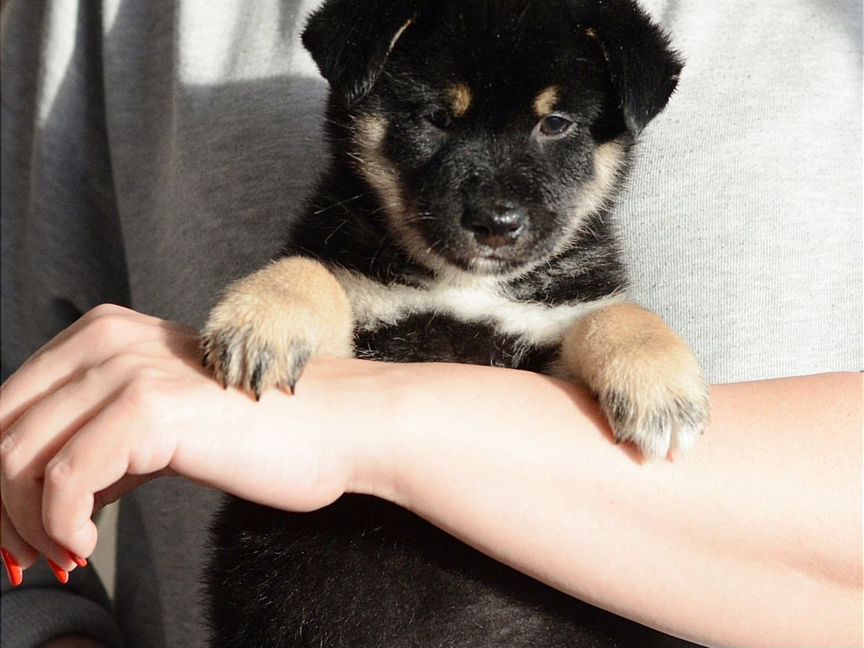 Кобель Сиба Ину