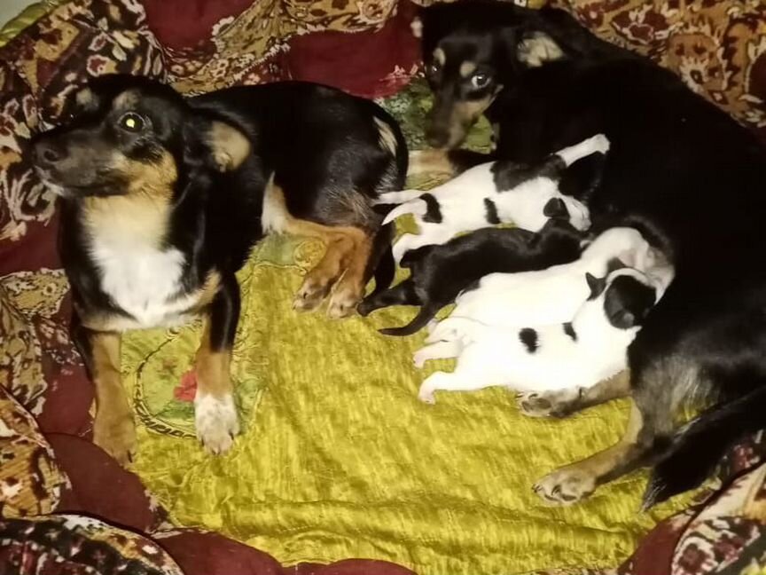 Собаки