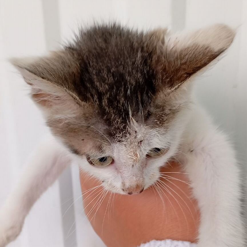 Котёнок, девочка, бездомная