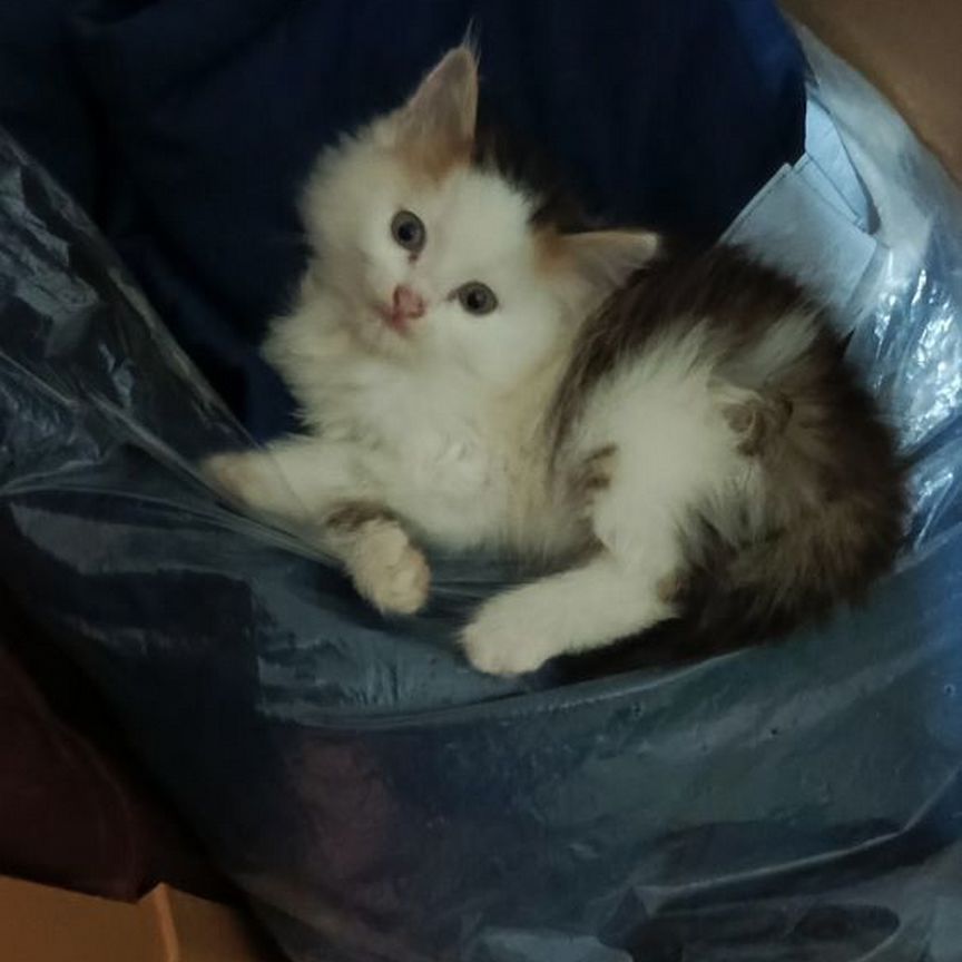 Котёнок в добрые руки