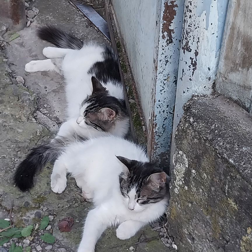 Котята ищут любящее сердце