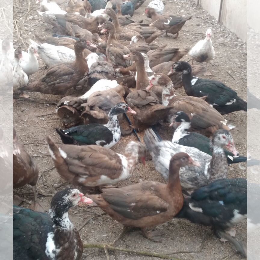 Индоутка мускусная утка