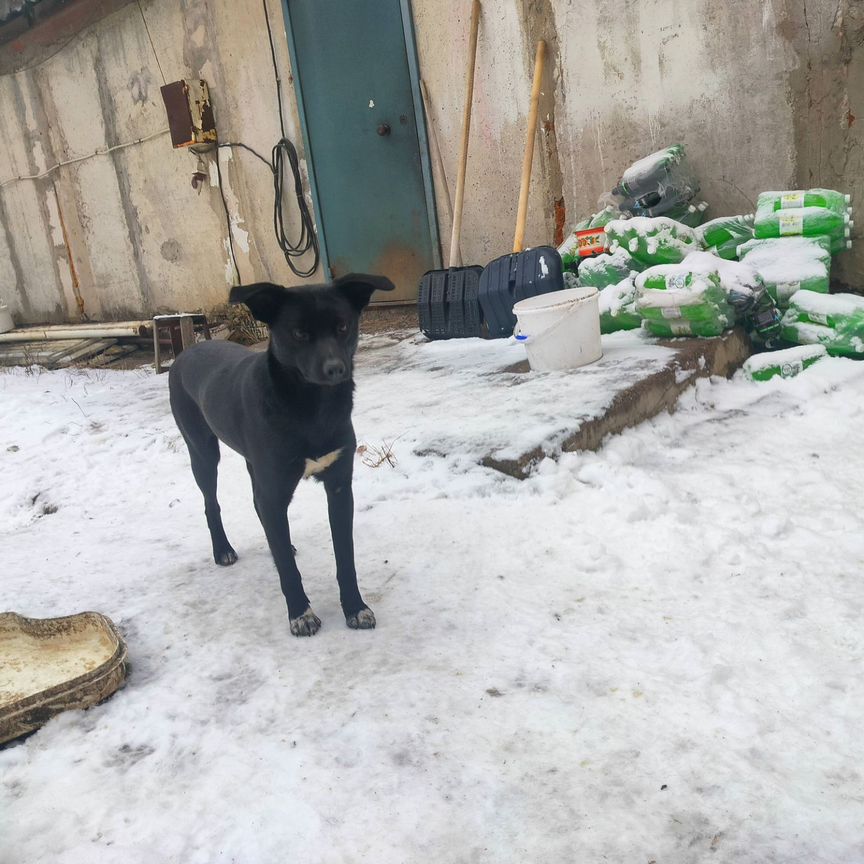 В добрые руки