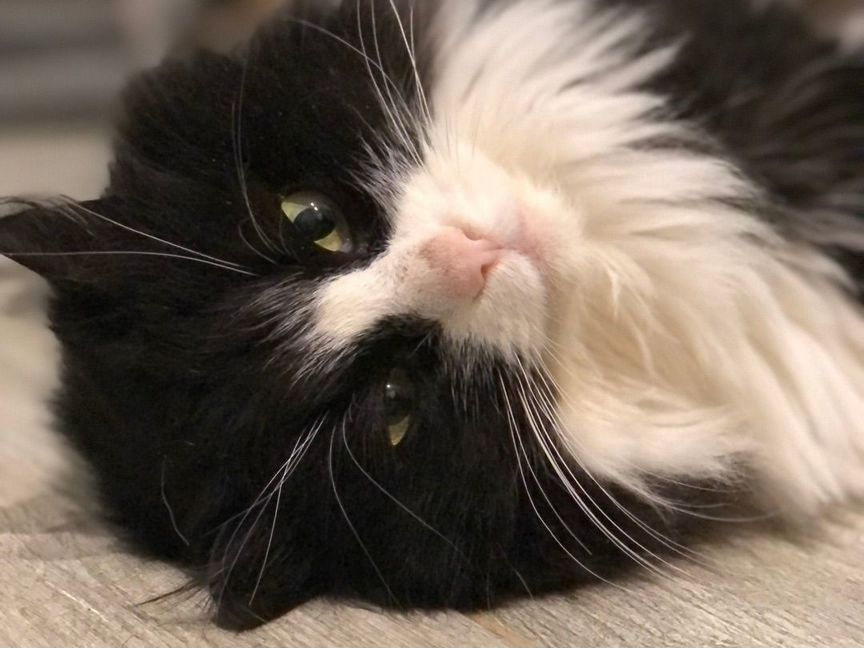 Кошка ищет дом