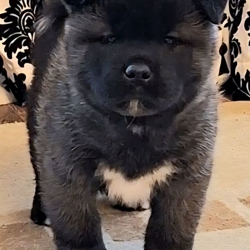 Американская акита, щенок