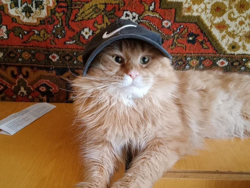 Котята мейн-кун