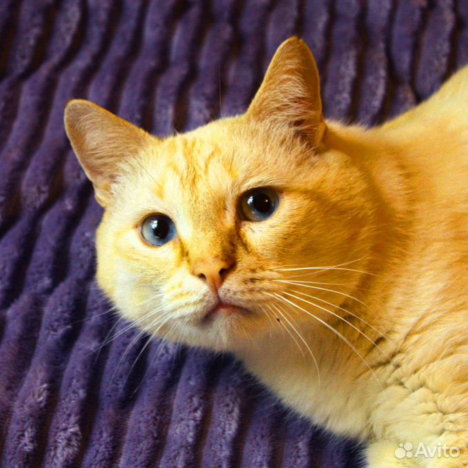 Ласковый таец Эрик - в добрые руки