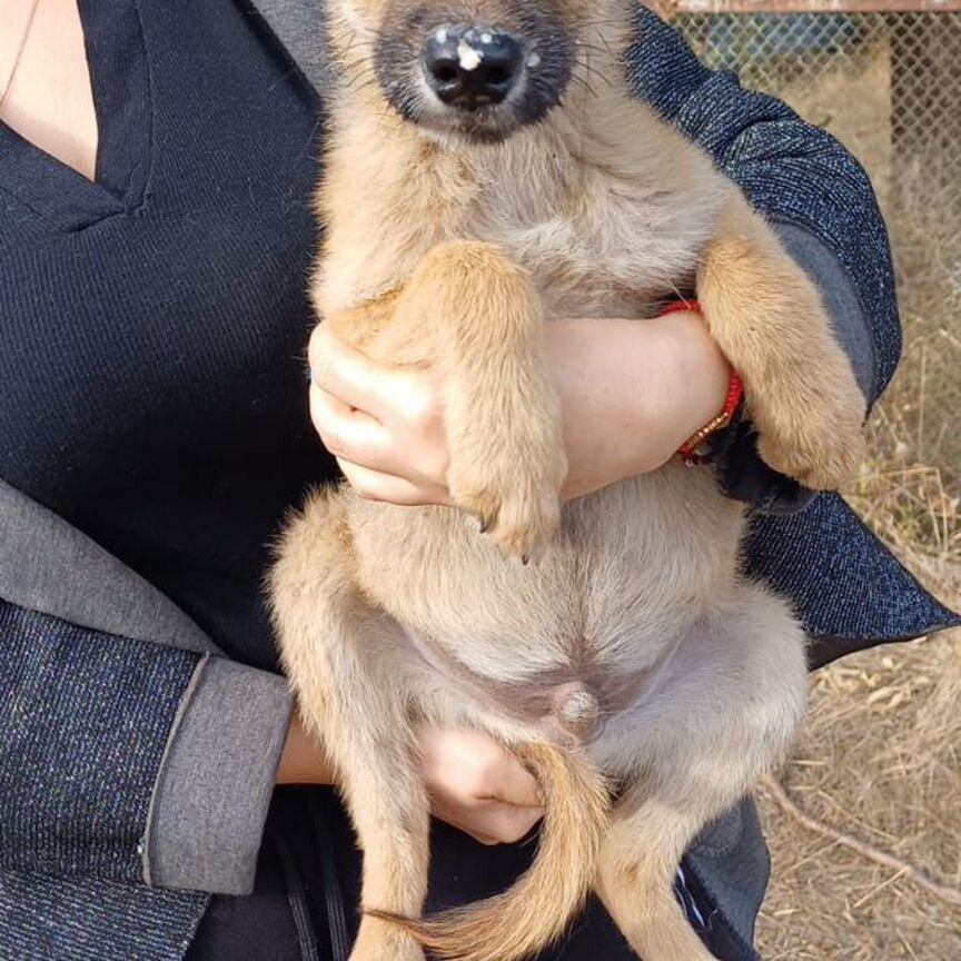 Щенок в добрые руки бесплатно маленькая порода