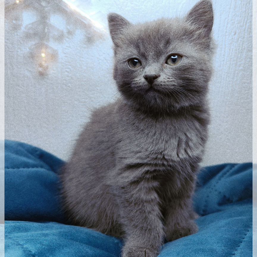 Котёнок от частного владельца