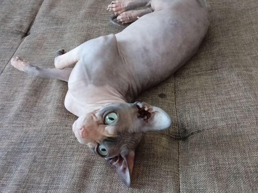 Кошки донской сфинкс