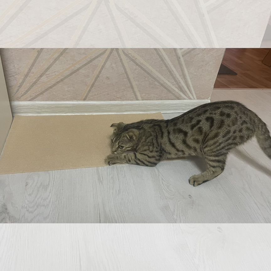 Бенгальская кошка