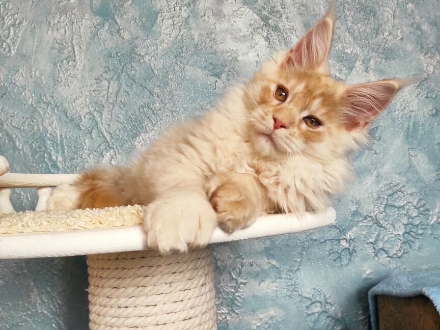 Котенок полидакт крупный 4 мес