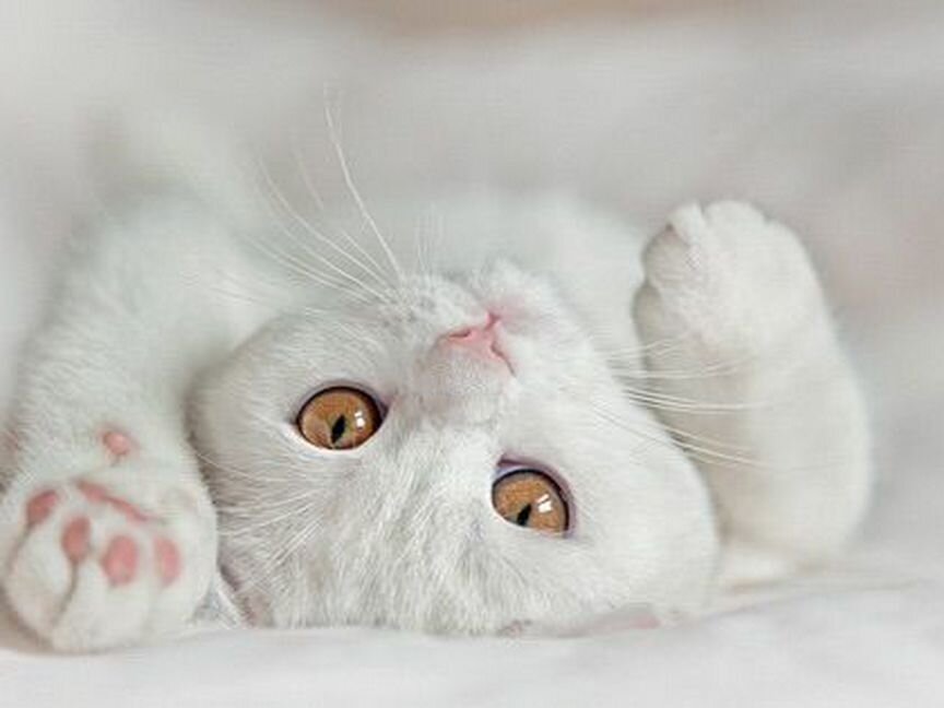 Британский кот