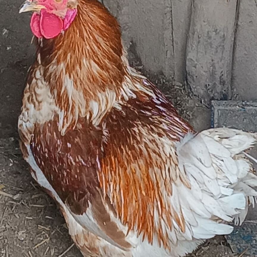 Молодой петух