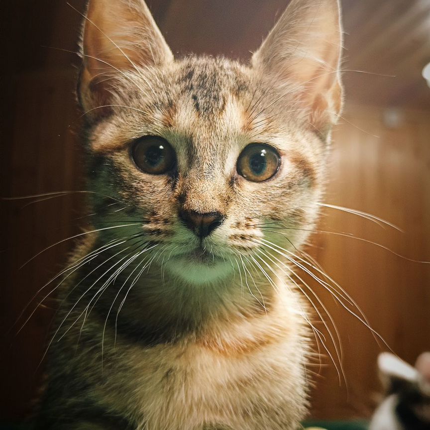 Котята мальчик и девочка, 4 месяца, без породы