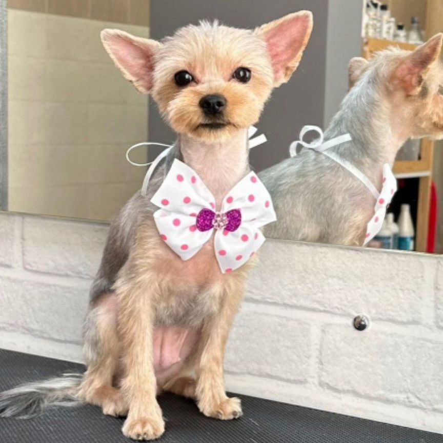 Йоркширский терьер, взрослая собака