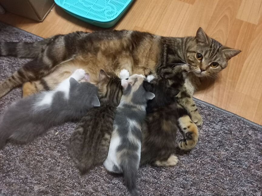 Котята метисы от Шотландской кошки