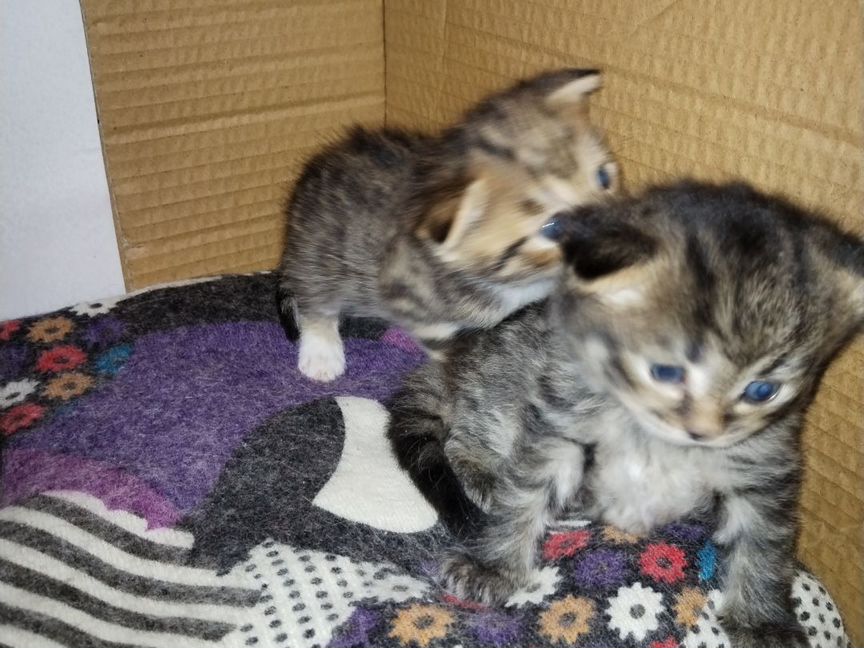 Кошка