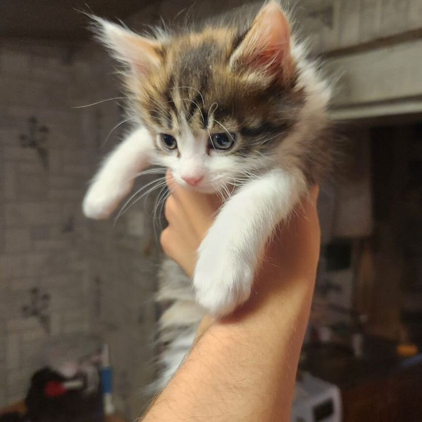 Котёнок в добрые руки