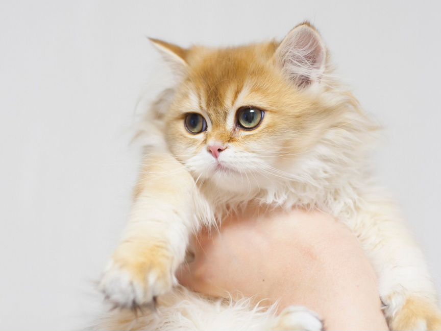 Британские котята золотая шиншилла