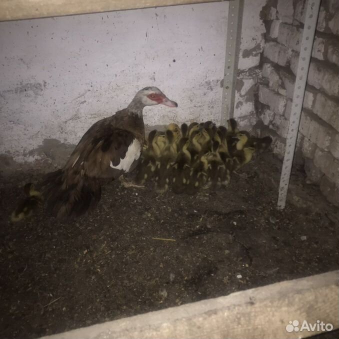 Индоутка мускусная утка с утятоми