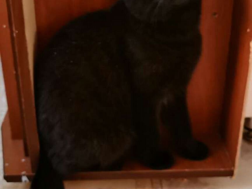 Потерялся кот в районе Лесхоза