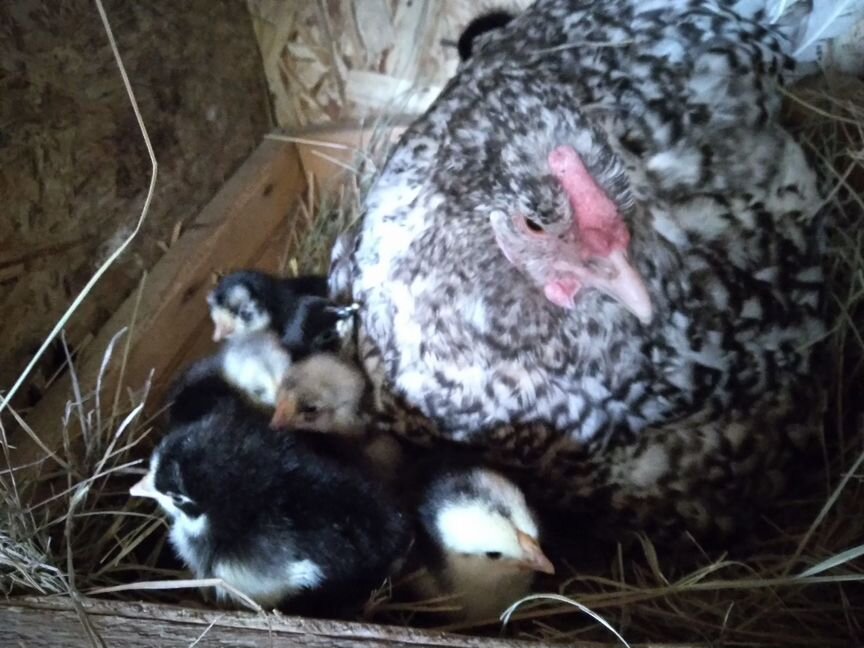 Цыплята с наседкой