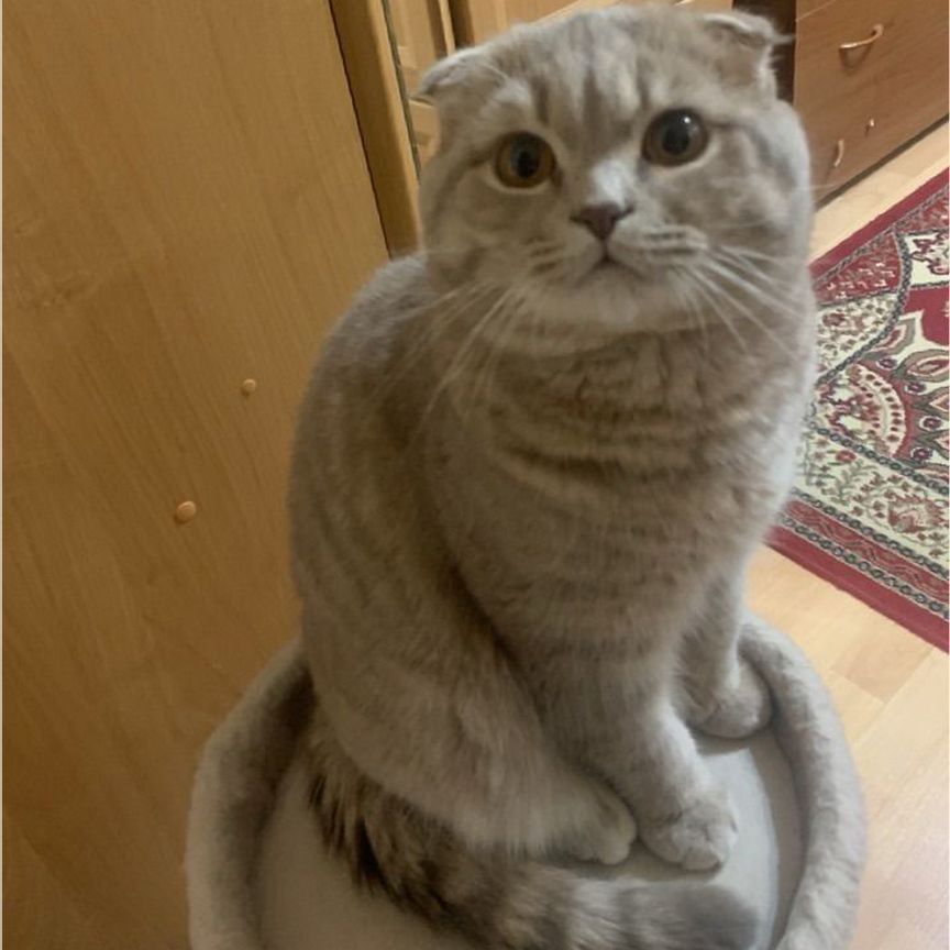 Шотландский кот вязка