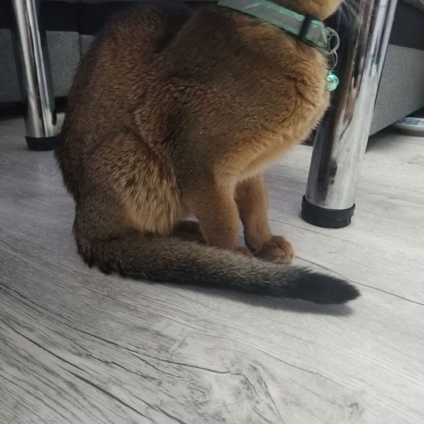 Абиссинские котята