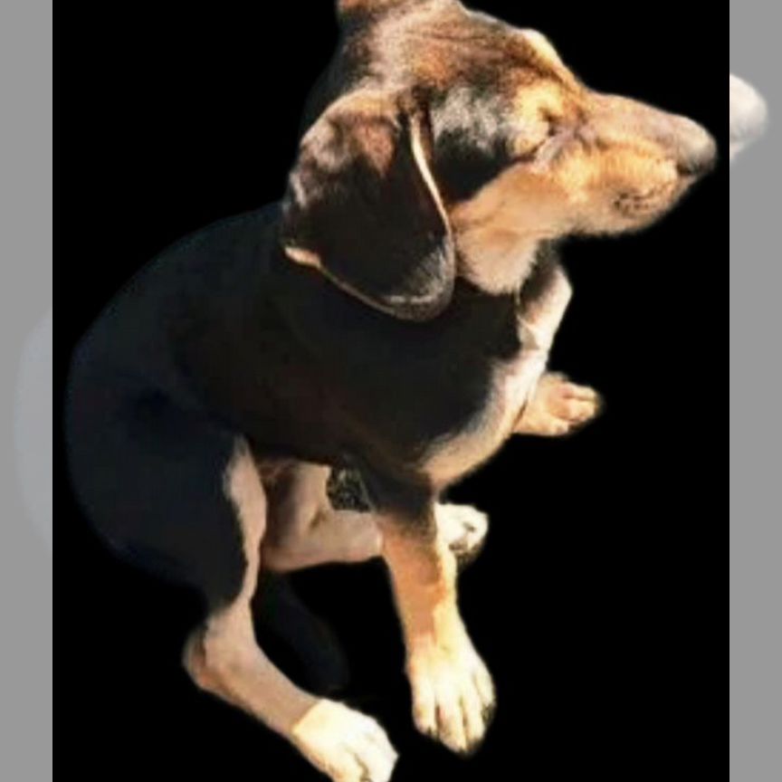 Эстонская гончая, щенок