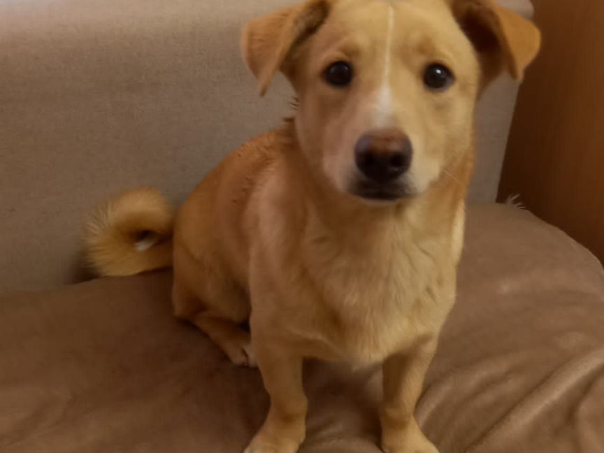 Собаки в добрые руки