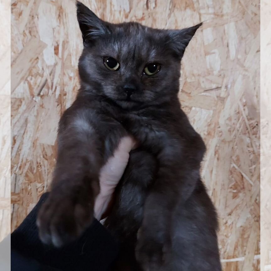 Котята Чаузи