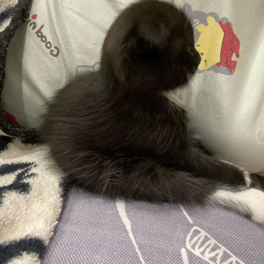 Шотландский вислоухий короткошёрстный котёнок