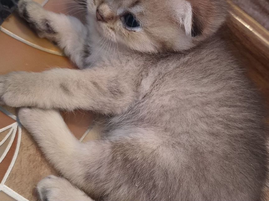 Шотландские плюшки