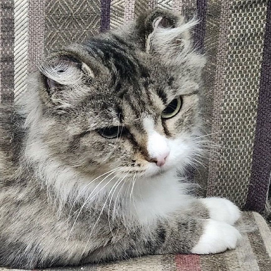 Настрадавшейся кошечке нужен дом