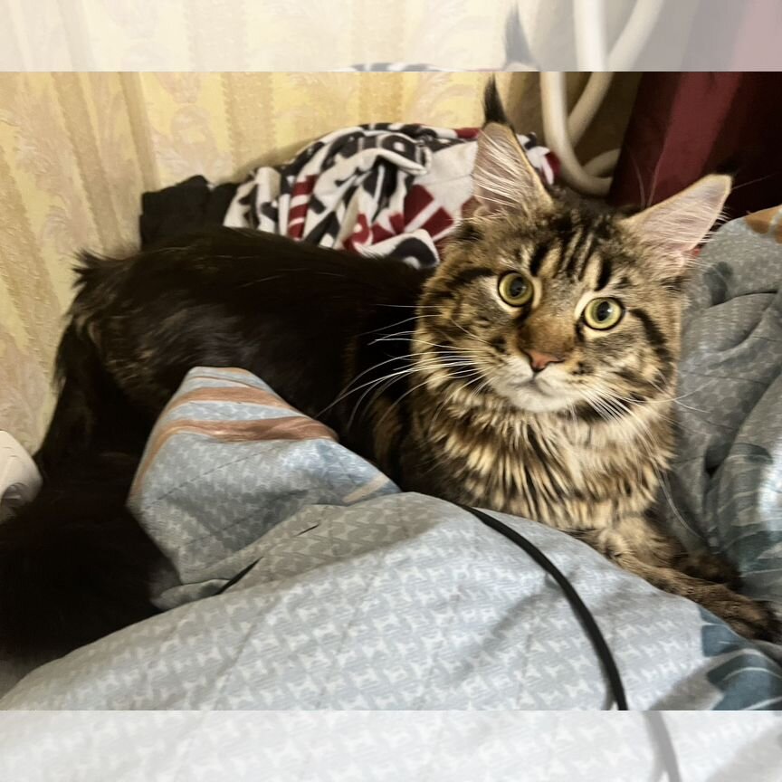 Мейн-кун, взрослый кот