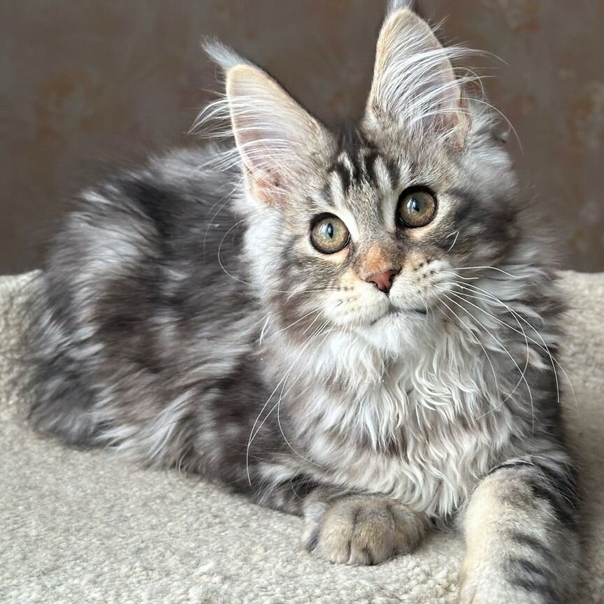 Серебряный котенок-котик мейн-кун готов к переезду