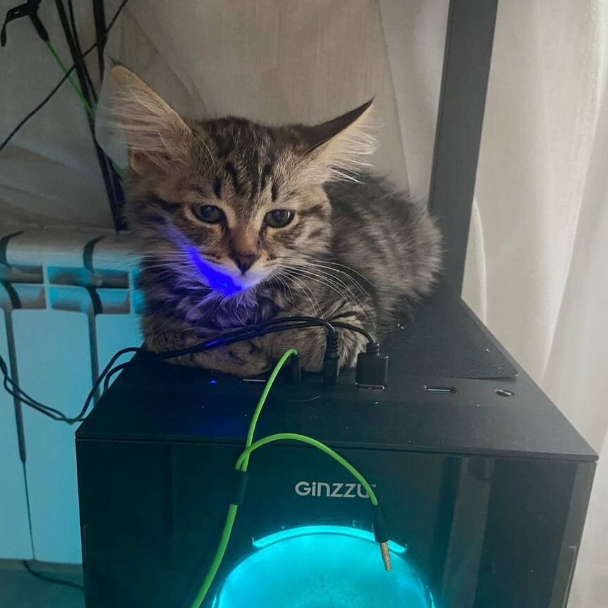 Отдам замечательного котенка в добрые руки