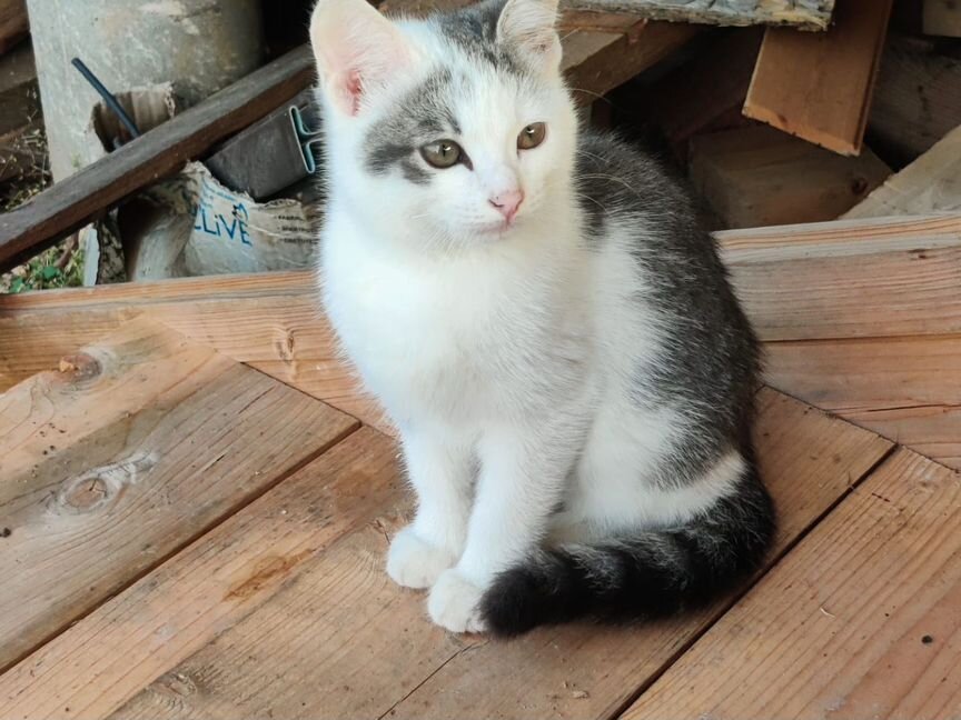 Котик